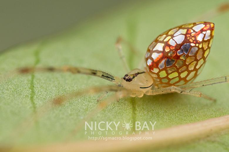 Everyday alien creatures: Singapore photographer's stunning shots of ...