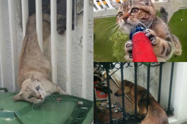 6 SPCA Singapore rescues that didn't make it to Facebook | The Straits ...