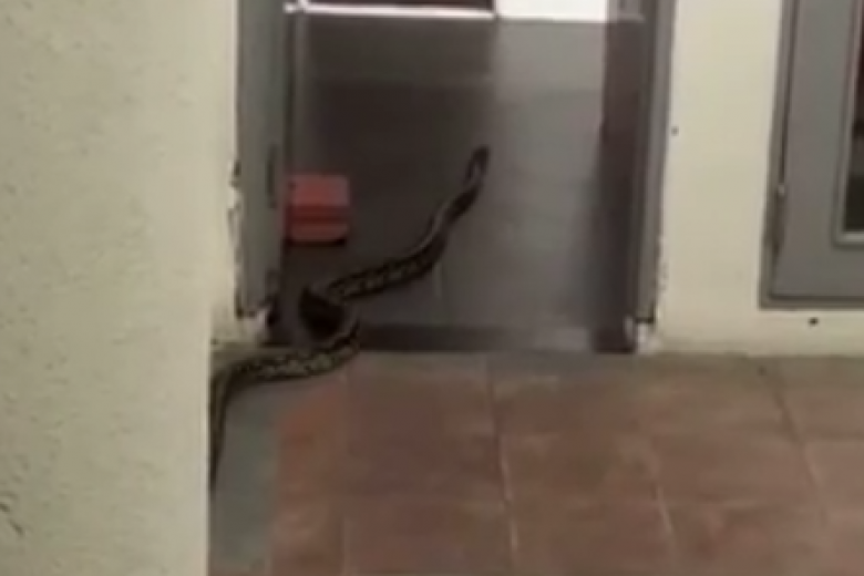 Students in NTU dormitory get an early morning visitor - a 2m-long ...