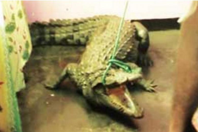 Sri Lankan police stage snap evacuation as croc invades station | The ...