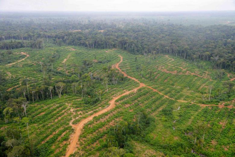 Olam defends against attack on its palm oil practices in Gabon | The ...