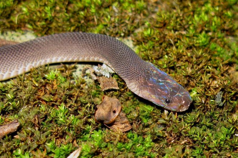 Rainbow snake, tiny frog among new Mekong species | The Straits Times