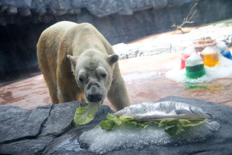 Singapore Zoo to host 5 days of birthday celebrations as Inuka the ...