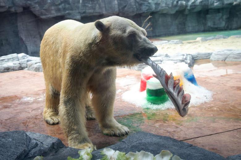Singapore Zoo to host 5 days of birthday celebrations as Inuka the ...