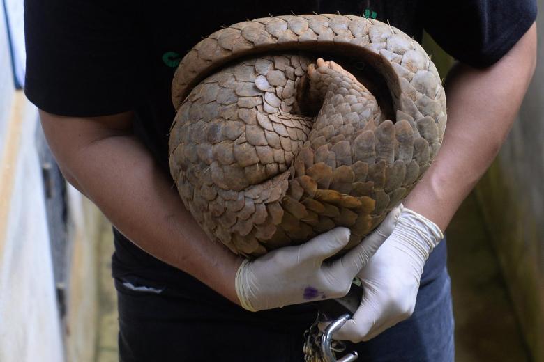 China in biggest-ever pangolin scale seizure: Reports | The Straits Times