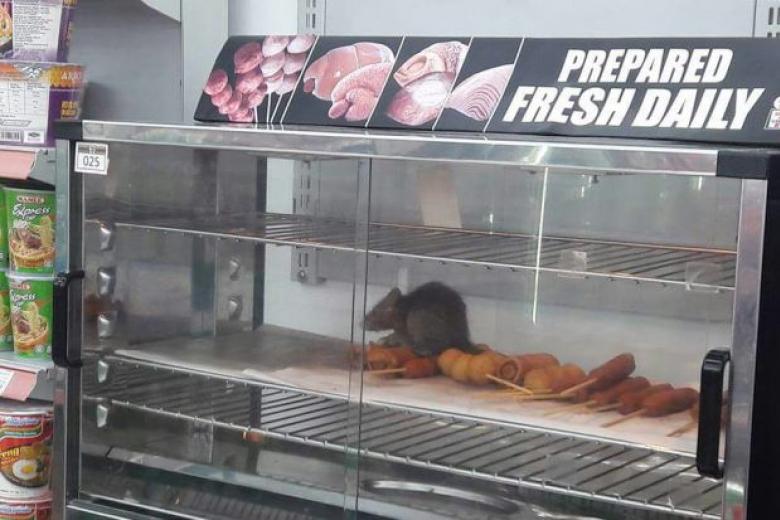 Picture of rat in food warmer of Malaysia convenience store goes viral ...