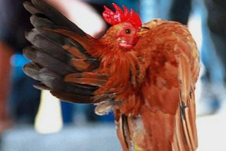 The Malaysian serama is a coveted breed of chicken for breeders and ...
