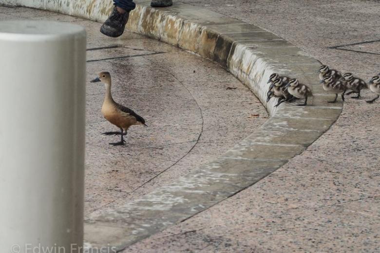 Why did the ducks cross the road: Adorable flock causes 'quack' a stir ...