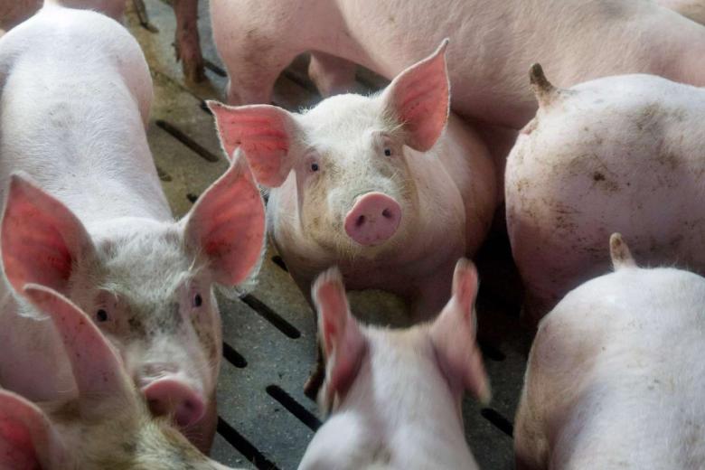 Human-pig 'chimera' embryos created in milestone study | The Straits Times