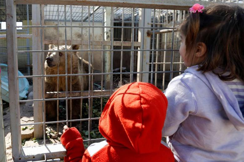 Starving Mosul zoo animals receive first food in a month | The Straits ...