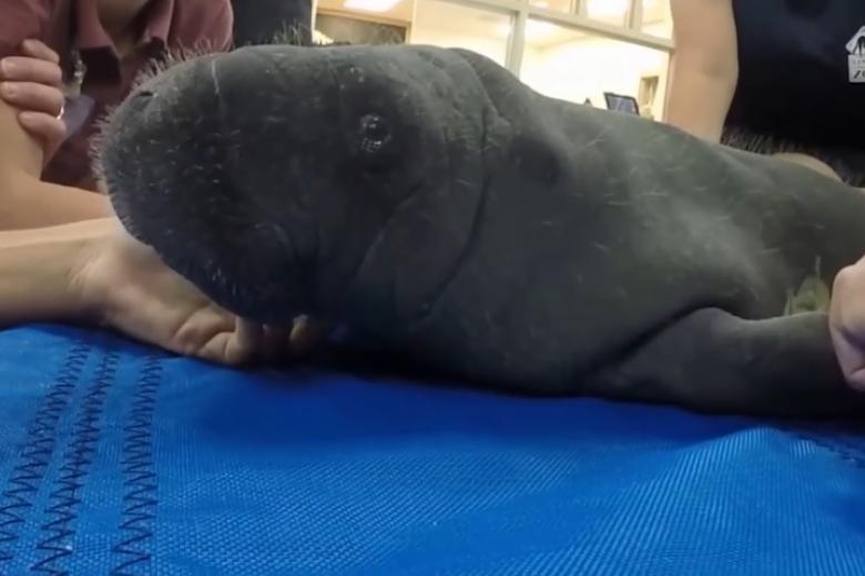 Orphaned baby manatee had plastic in his stomach - vets say humans are ...