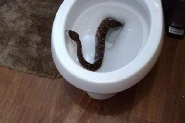 Rattlesnake turns up in toilet bowl in snake-infested US house | The ...