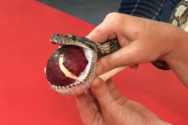 Tennis ball is teased back out of snake's mouth in delicate operation ...