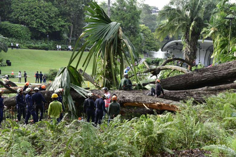 Woman killed by tembusu tree at Singapore Botanic Gardens last worked ...
