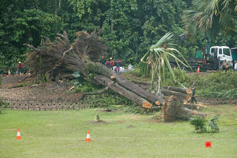 Tree failure at Botanic Gardens unlikely due to lack of space : Former ...