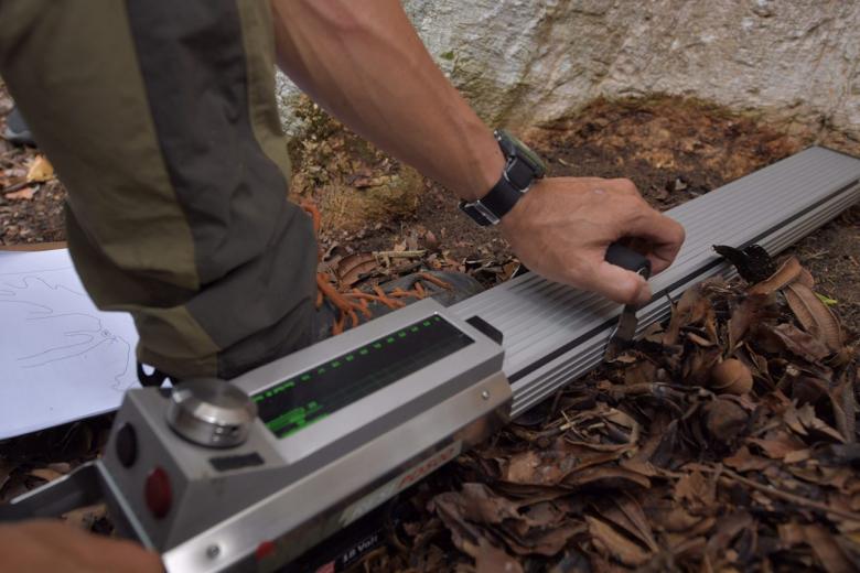 Tree inspection in Singapore in line with global standards: NParks ...