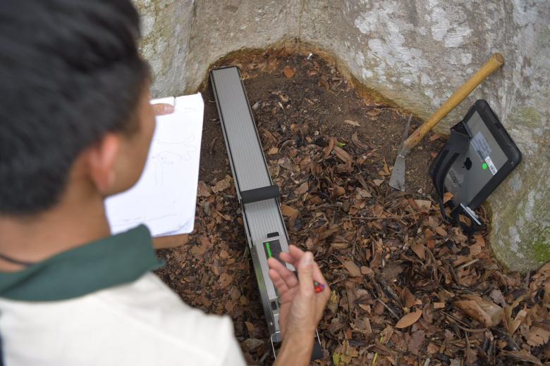 Tree inspection in Singapore in line with global standards: NParks ...