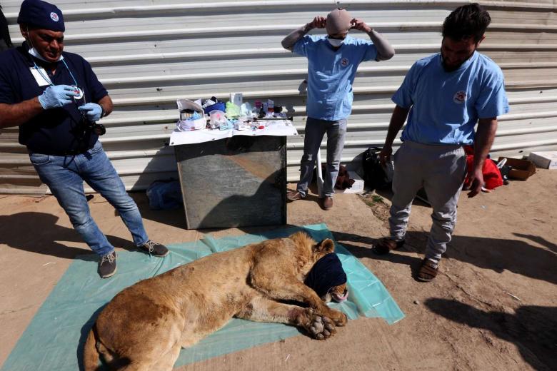 Saving Simba and Lula, last two survivors of Mosul zoo | The Straits Times