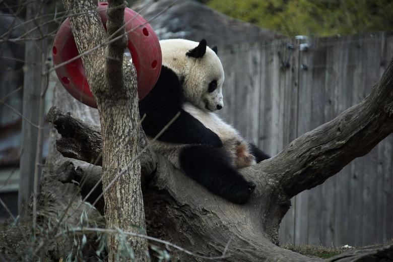 Panda plane takes off, Bao Bao's journey to China begins | The Straits ...