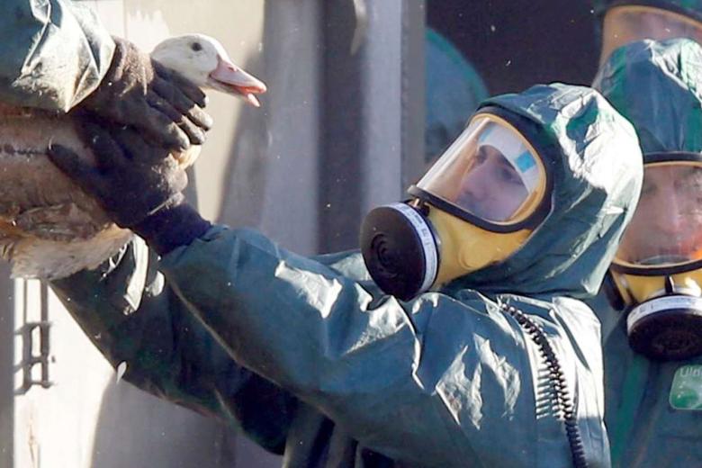 Spain reports outbreak of highly contagious H5N8 bird flu virus in ...
