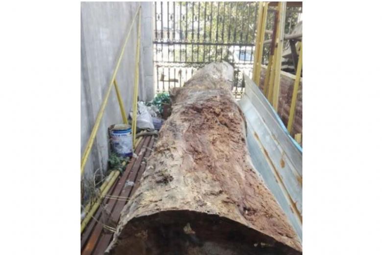 Man in China arrested for selling tree trunk worth less than $30 for ...