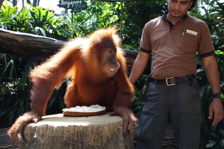 Ah Meng turns six, gets a healthy birthday treat | The Straits Times