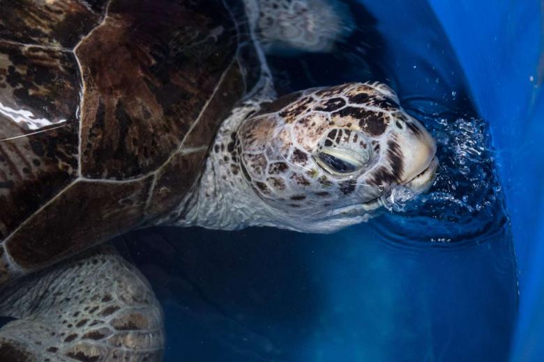Thai sea turtle that swallowed nearly 1,000 coins on the mend | The ...