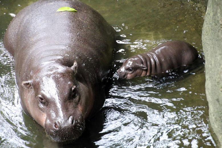 Baby pygmy hippo makes a splash at Sydney's Taronga Zoo | The Straits Times