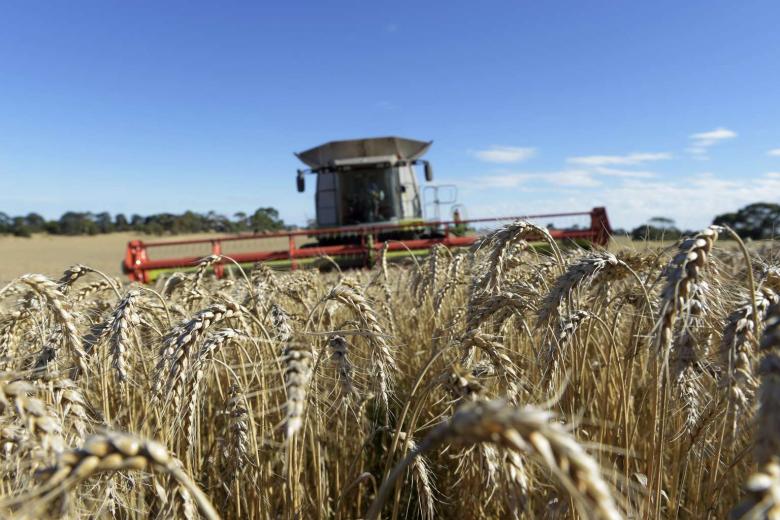 Low crop prices are here to stay as traders see gluts persisting | The ...