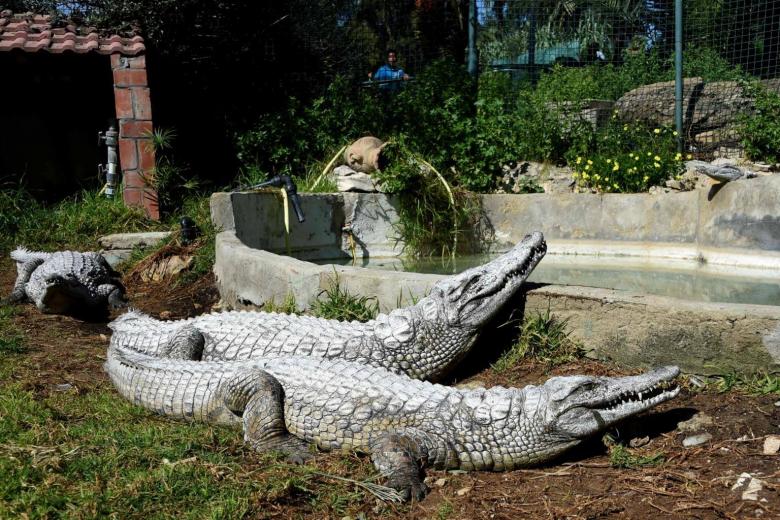 Hands off the animals: Tunis zoo where croc stoned to death reopens ...