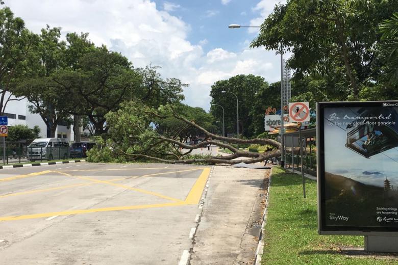 Fallen tree outside Singapore Discovery Centre damages walkway, blocks ...