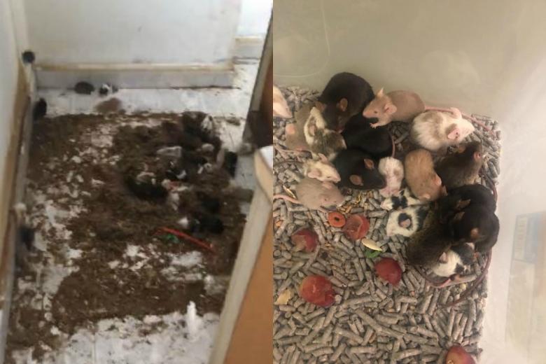 'Hundreds' of mice found in flat rescued and up for adoption | The ...