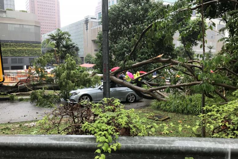 Large tree branch falls on car at Cairnhill Road; no injuries reported ...