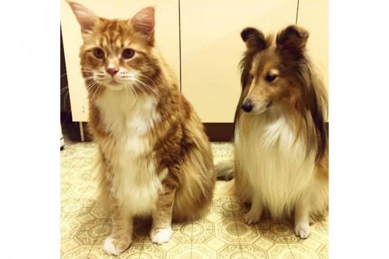 Aussie cat may be officially recognised as world's longest domestic ...