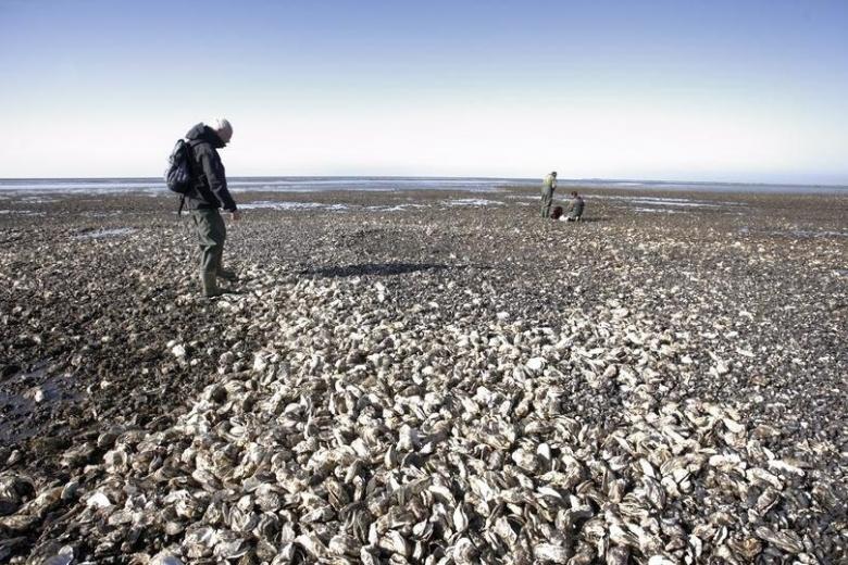 Woman from China helps save Danish beaches from 'oyster invasion ...