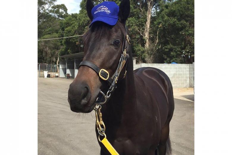 Horse racing: Horsey McHorseface wins first race in Australia | The ...