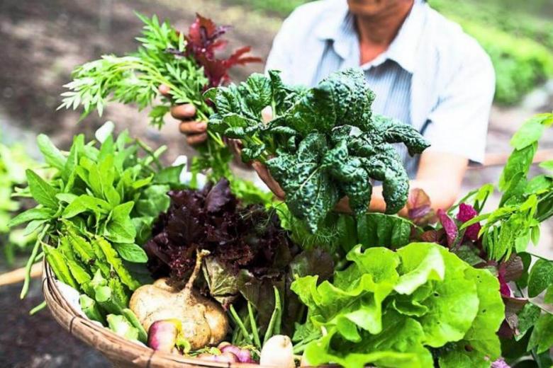 Organic farm in Johor Baru promotes sustainable farming and healthy ...