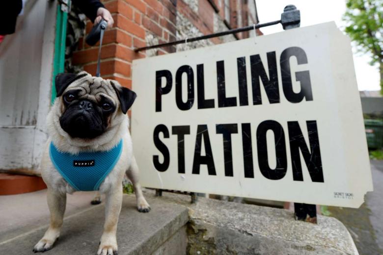 Britain votes: Dogs, cats, horses and other pets lift spirits at ...