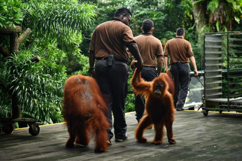 Singapore Zoo marks 44 years with durian feast for orang utans and ...