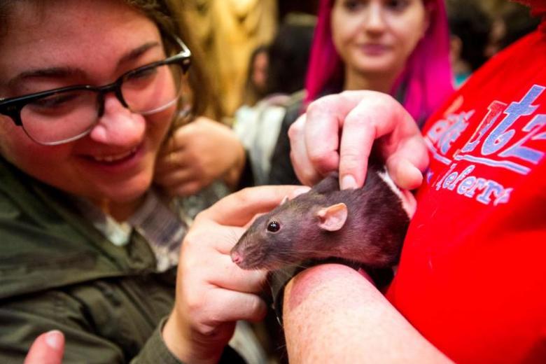 I'll have a rat with that: San Francisco's new rodent cafe | The ...