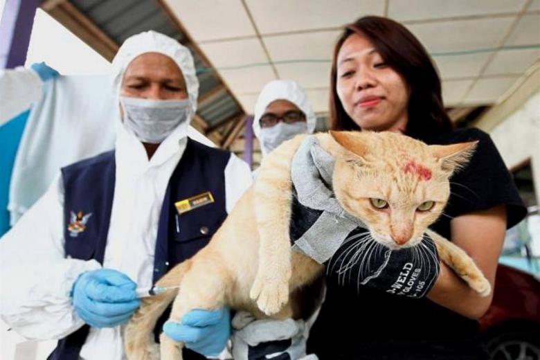 Rare outbreak of rabies in Sarawak could have originated from Indonesia ...