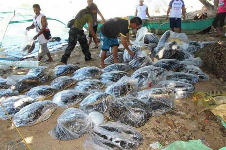 Philippine police arrest rare sea turtle poachers | The Straits Times