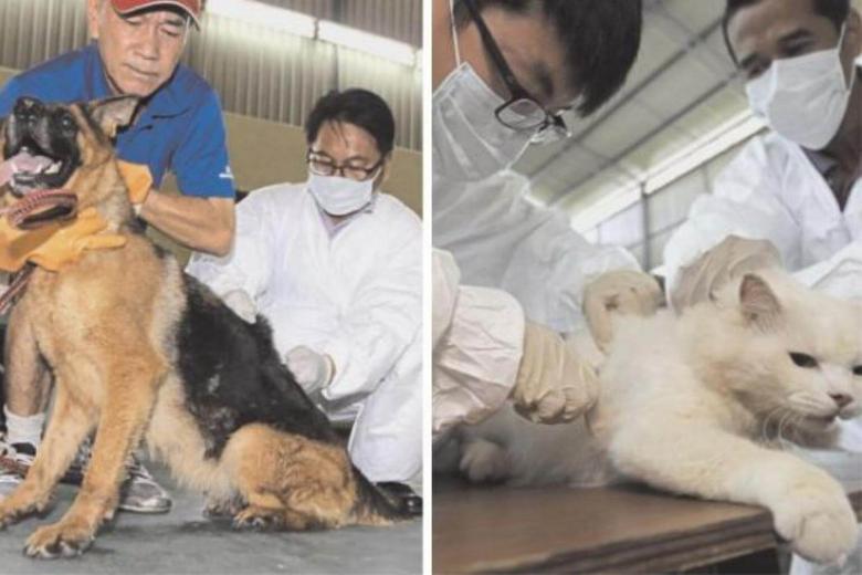 Sarawak authorities continue efforts to contain rabies outbreak | The ...
