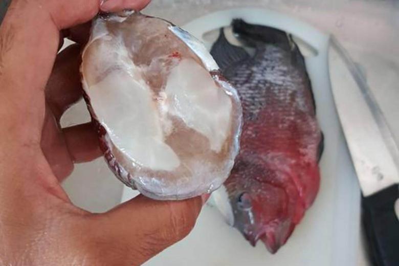 Malaysia Flowerhorn Fish | Best Flower Site