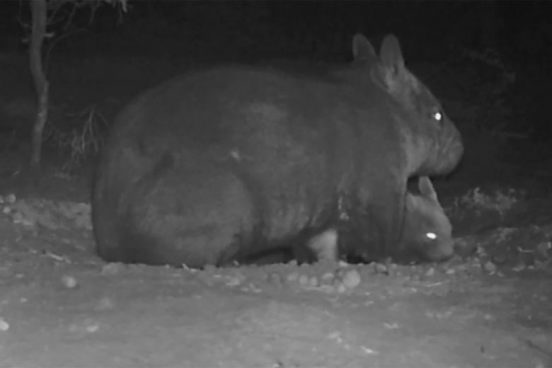 Rare birth of endangered hairy-nosed wombat in Australia | The Straits ...