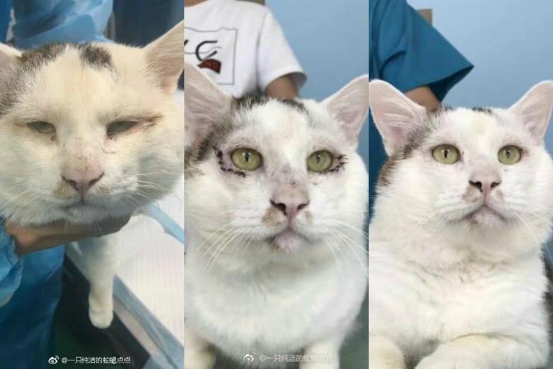 Cat gets 'double eyelid surgery' in China, Internet goes wild | The ...