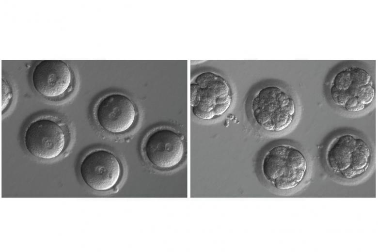 US scientists able to alter genes of human embryos to stop disease in ...