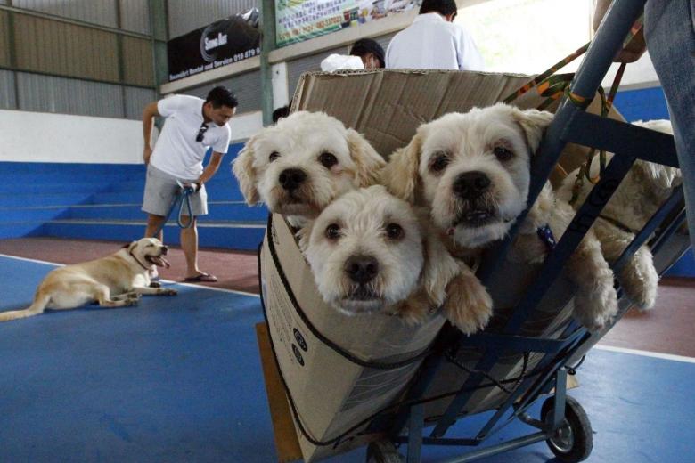 AVA contributes 25,000 doses of vaccine to help Malaysia fight rabies ...