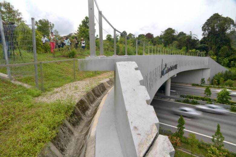 Guided walks on wildlife bridge spanning BKE to be stopped until ...