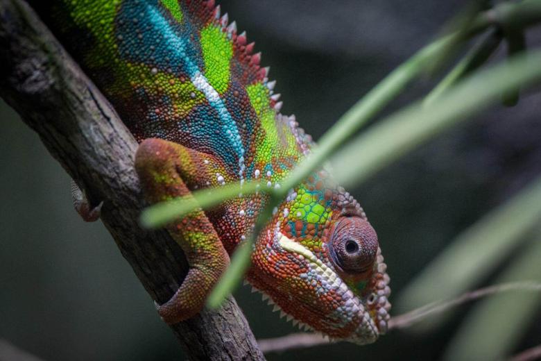 Scaly surprises await at Singapore Zoo's new exhibit RepTopia with ...